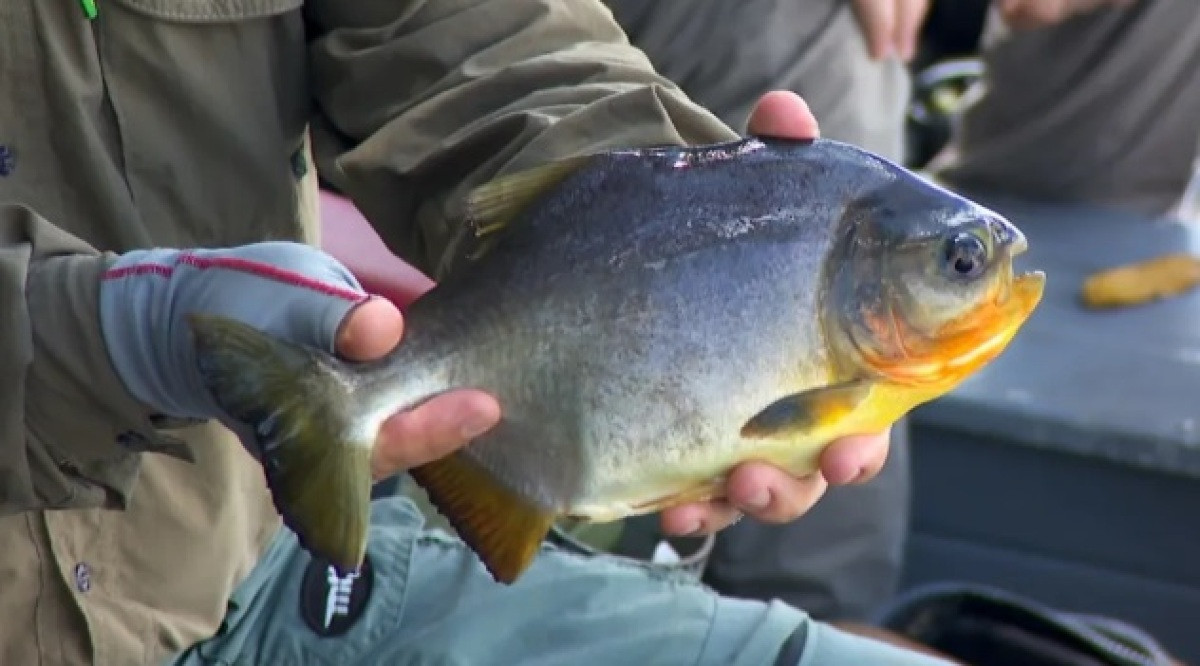 Bom para dieta: pesquisa do IFMT revela que peixes de água doce tem ...